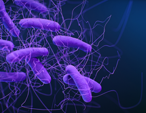 Clostridioides difficile (C. diff) - Wirral Community Health and Care ...